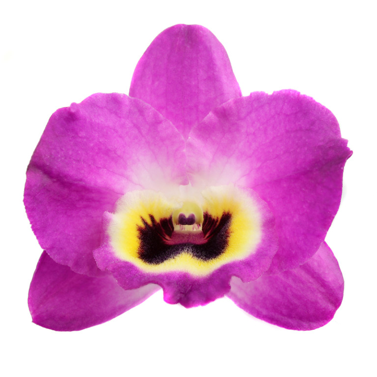 florallure-red-emperor-flower - De Hoog Orchids