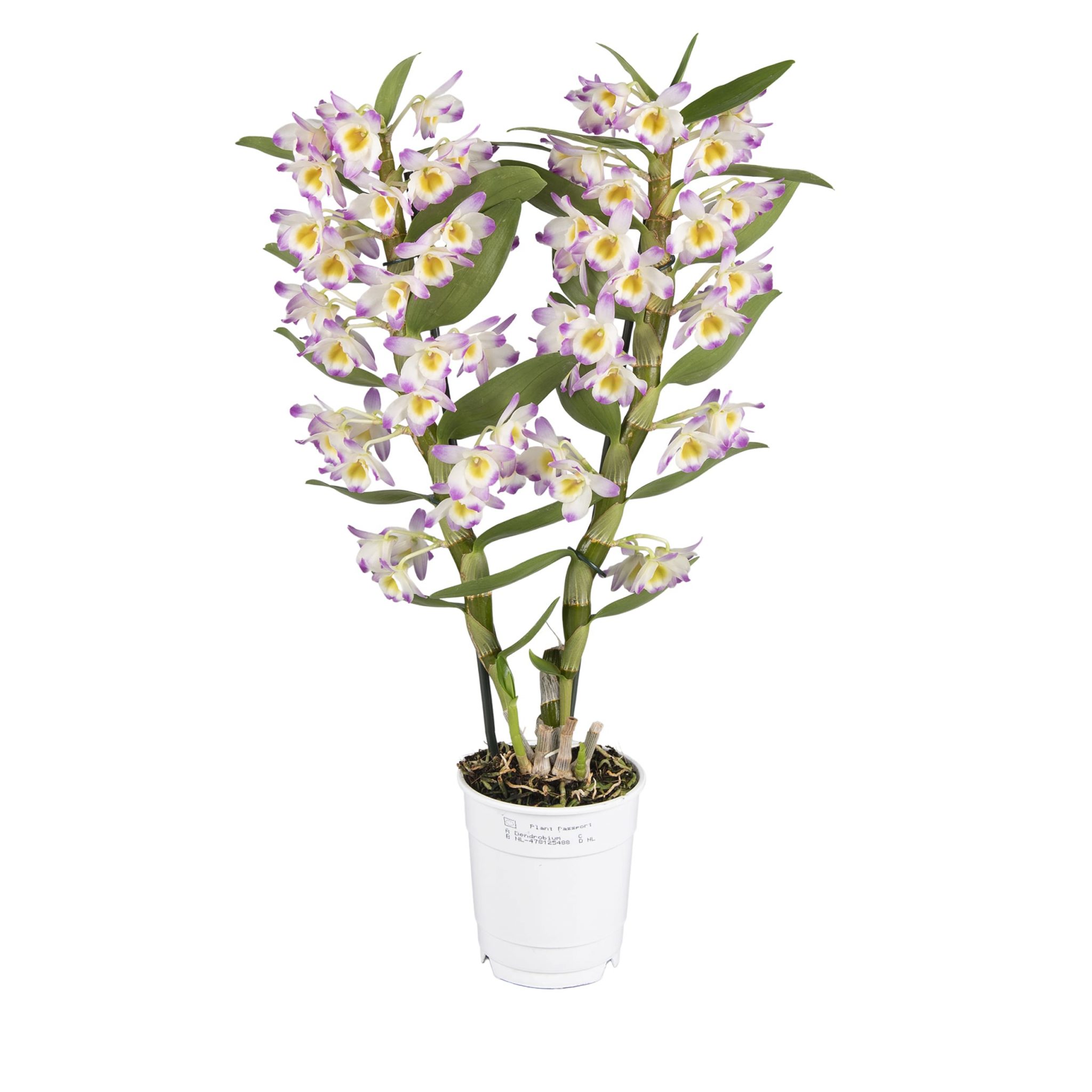 Dendrobium Nobilé kopen? 7 exclusieve orchidee soorten!